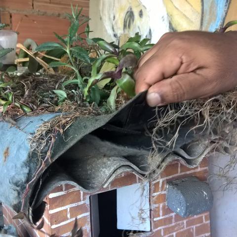 Green Roof Favela | Urban Nature Atlas
