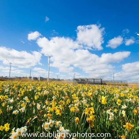 Father Collins Park | Urban Nature Atlas