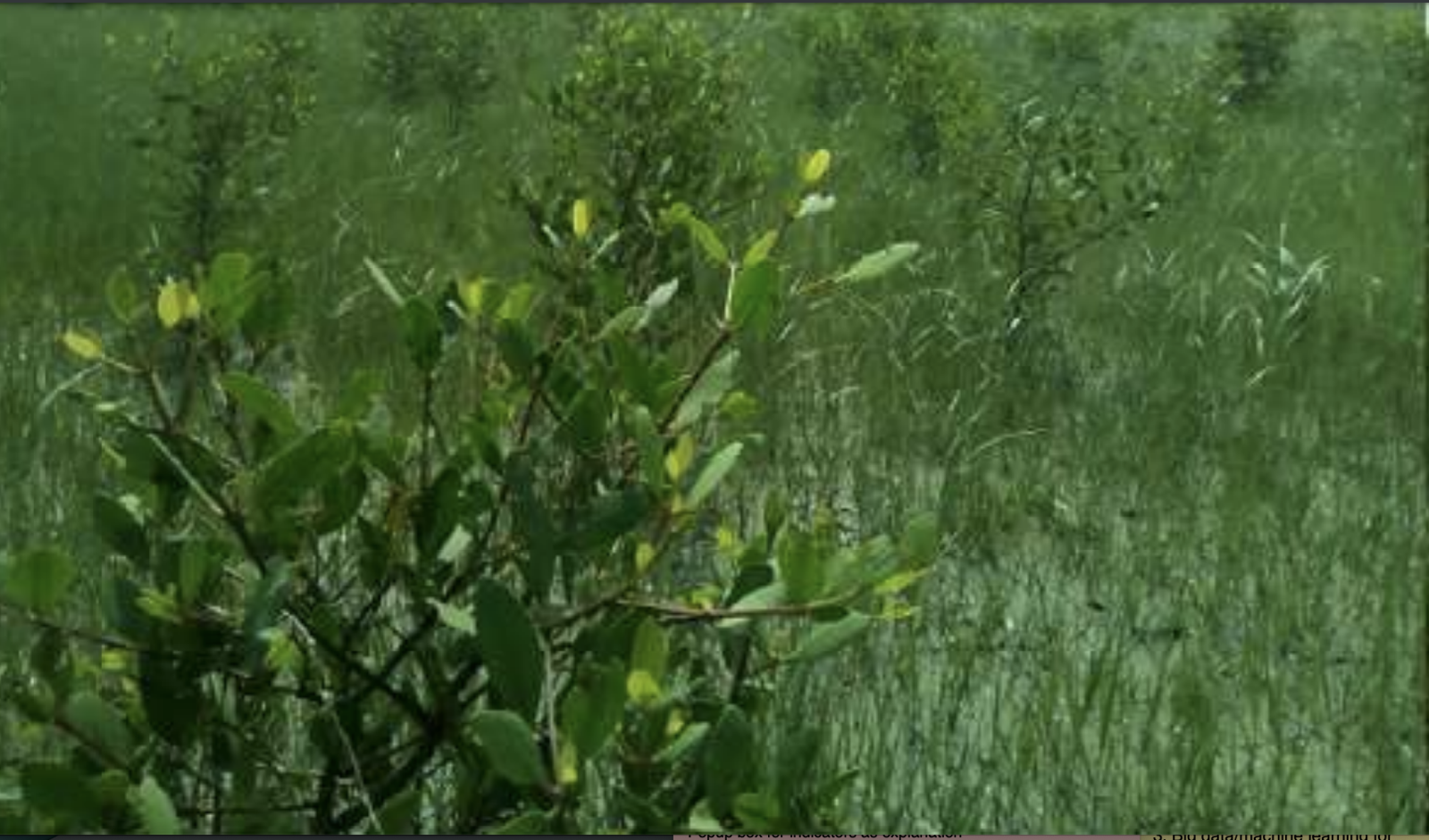 Coastal Mangrove Afforestation | Urban Nature Atlas